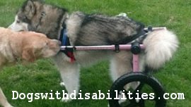 Dogs with Disabilities, disabled or handicapped pets with limited mobility.